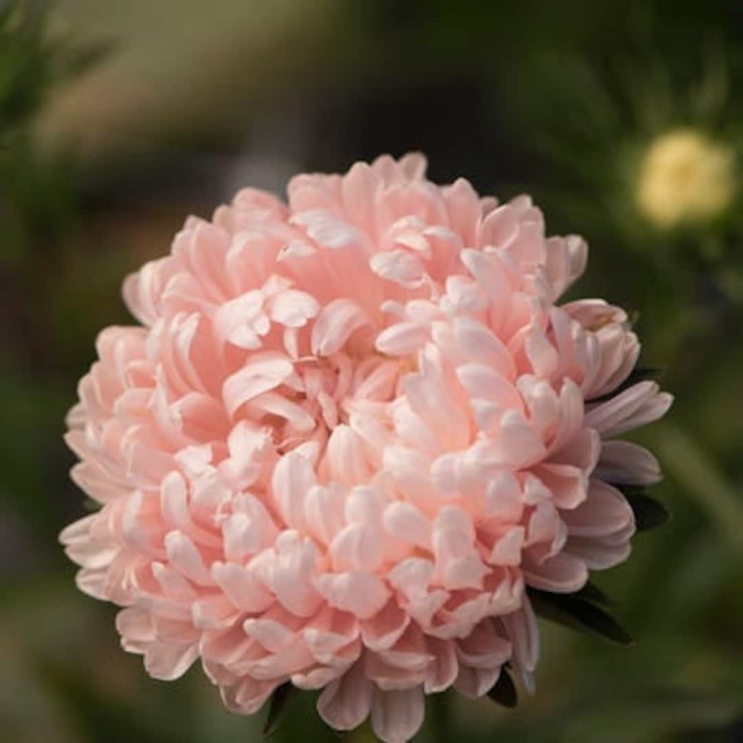 Peony Duchess Apricot Aster Seeds, Callistephus Chinensis, CU8740 - Etsy