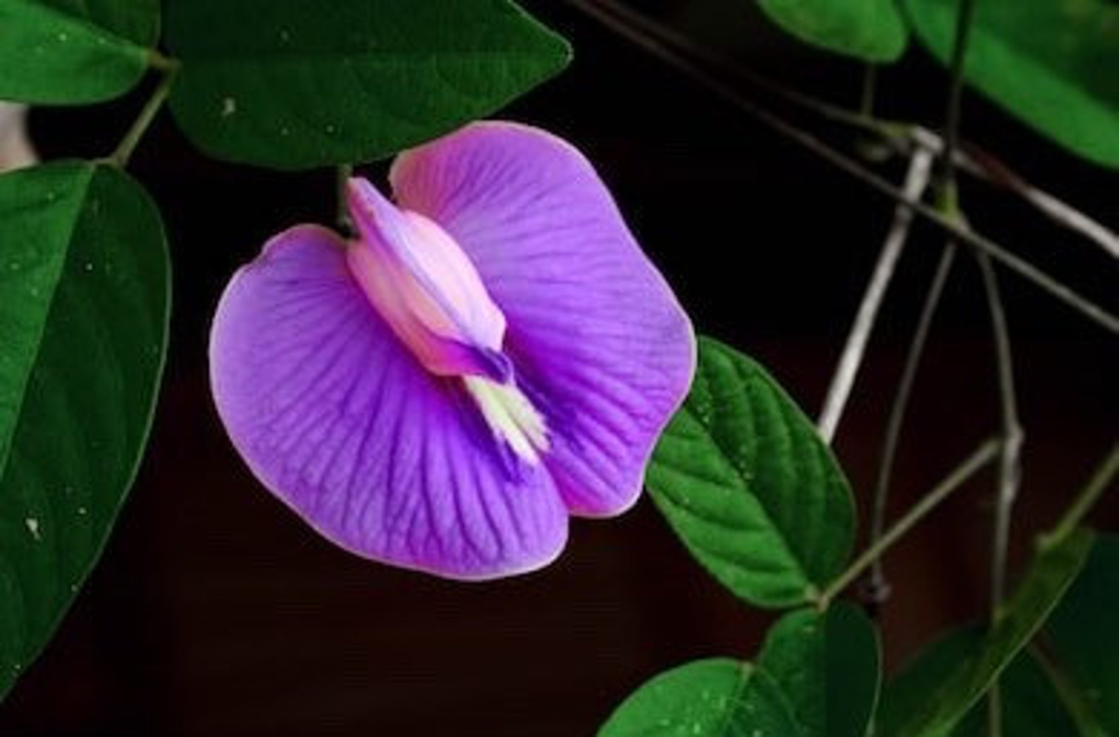 50 Royal Purple Pod Bush Beans, Organic Phaseolus Vulgaris, Royalty ...