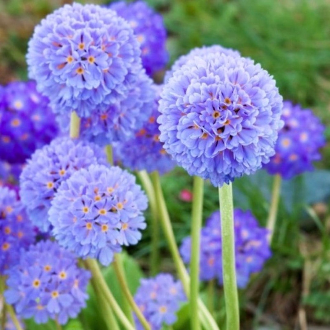 Lilac Globe Drumstick Primrose Seeds, Primula Denticulata PM3325 - Etsy