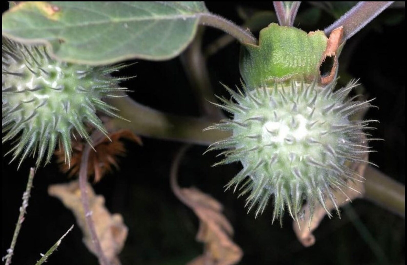 Sacred Fragrant Moon Flower, Datura Wrightii DA0310 - Etsy