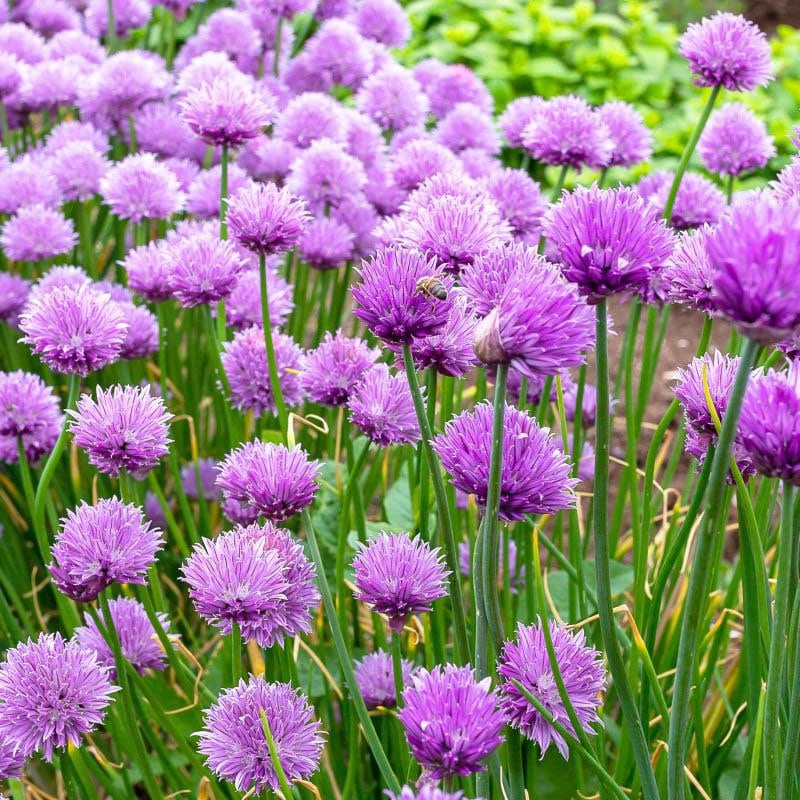 Allium Schoenoprasum Chives - Etsy