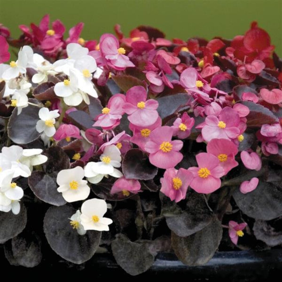 Nightlife Mix Begonia, Black Leaf Begonia, Begonia Semperflorens ...