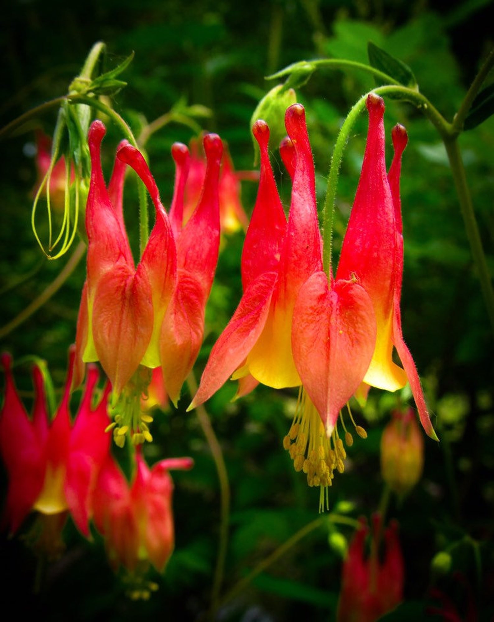 Native Wild Columbine Seeds, Flowering Shade Perennial, Aquilegia ...