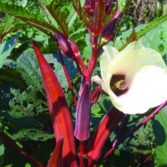 Jing Orange Okra Seeds, Jing Abelmoschus Esculentus AB0630 - Etsy