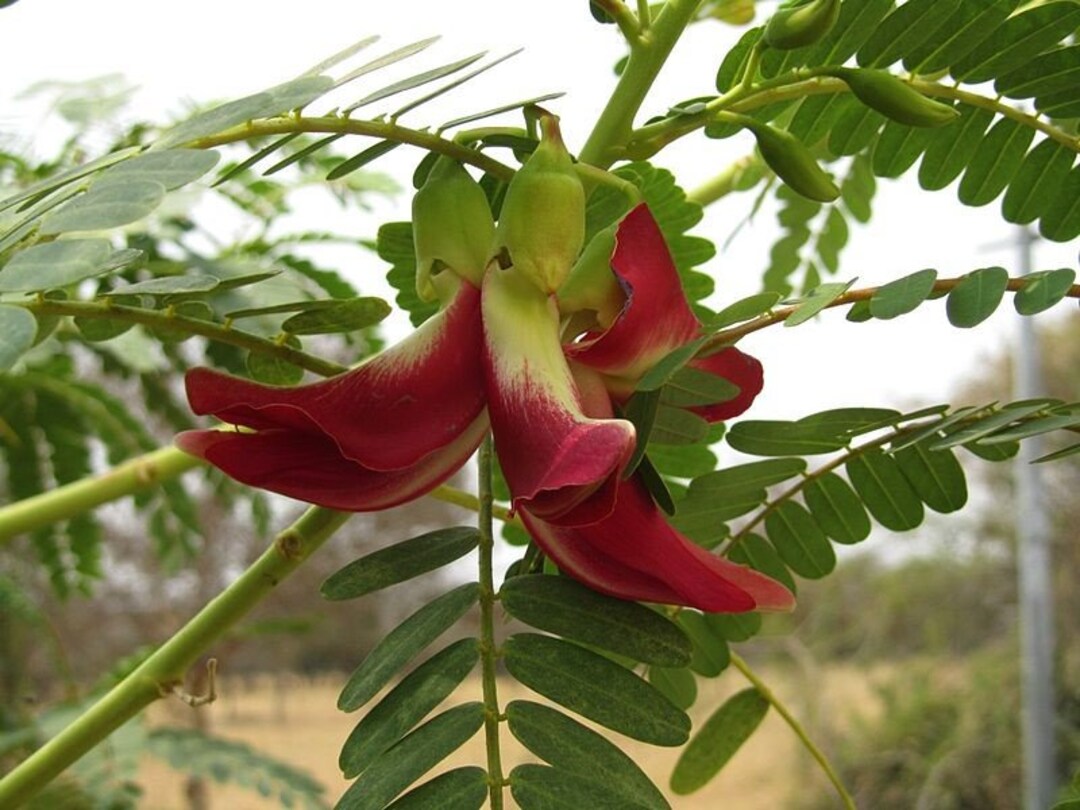 Red Hummingbird Tree Seeds, Edible Flowers, Pods and Leaves, Sesbania ...
