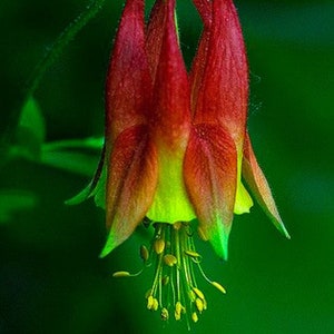 Native Wild Columbine Seeds, Flowering Shade Perennial, Aquilegia ...