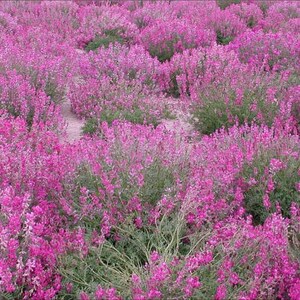Utah Sweetvetch Seeds, US and Canadian Native, Hedysarum Boreale HE4025 ...