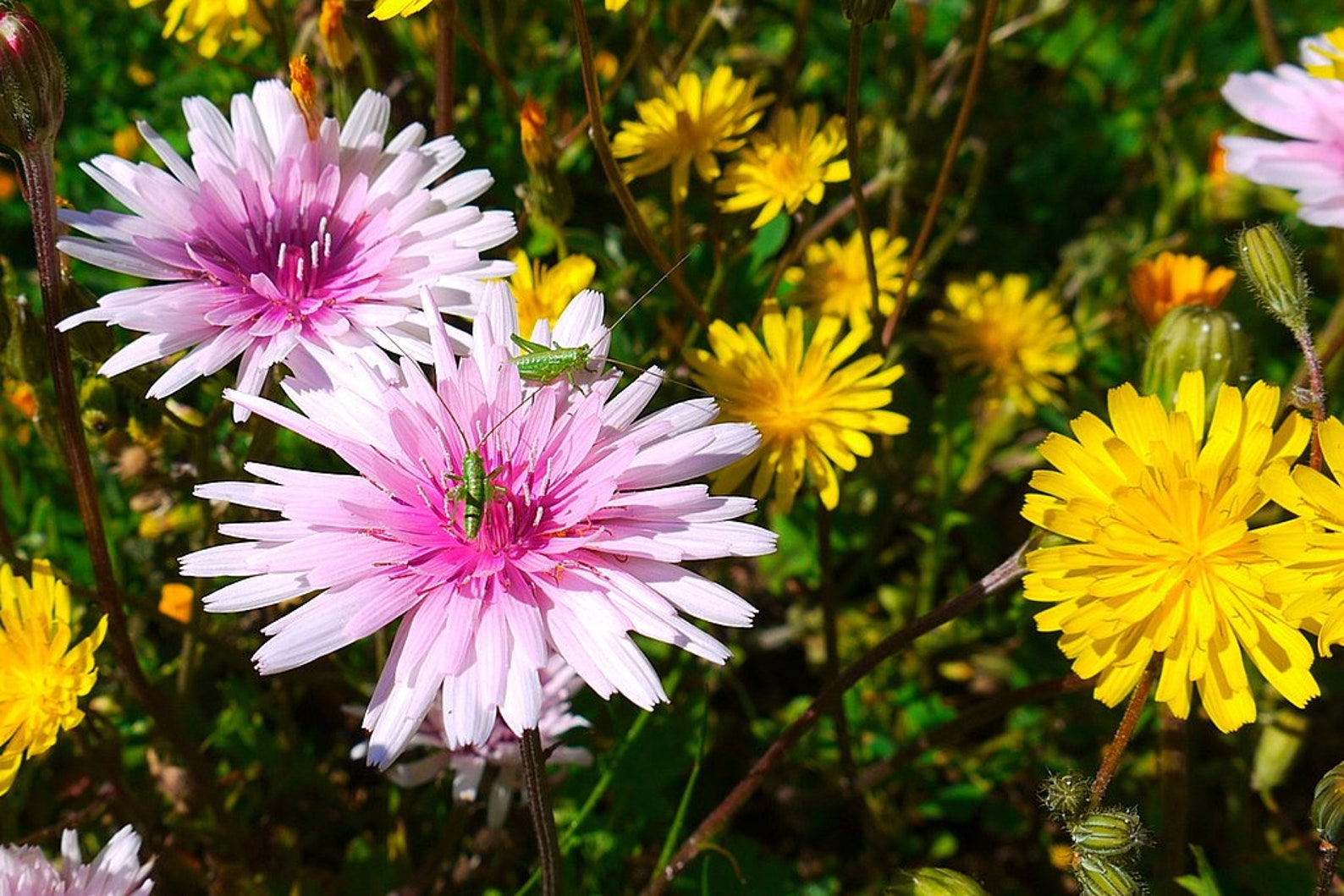 20 Rare Pink 'dandelion' Rose Maiden Hawksbeard - Etsy