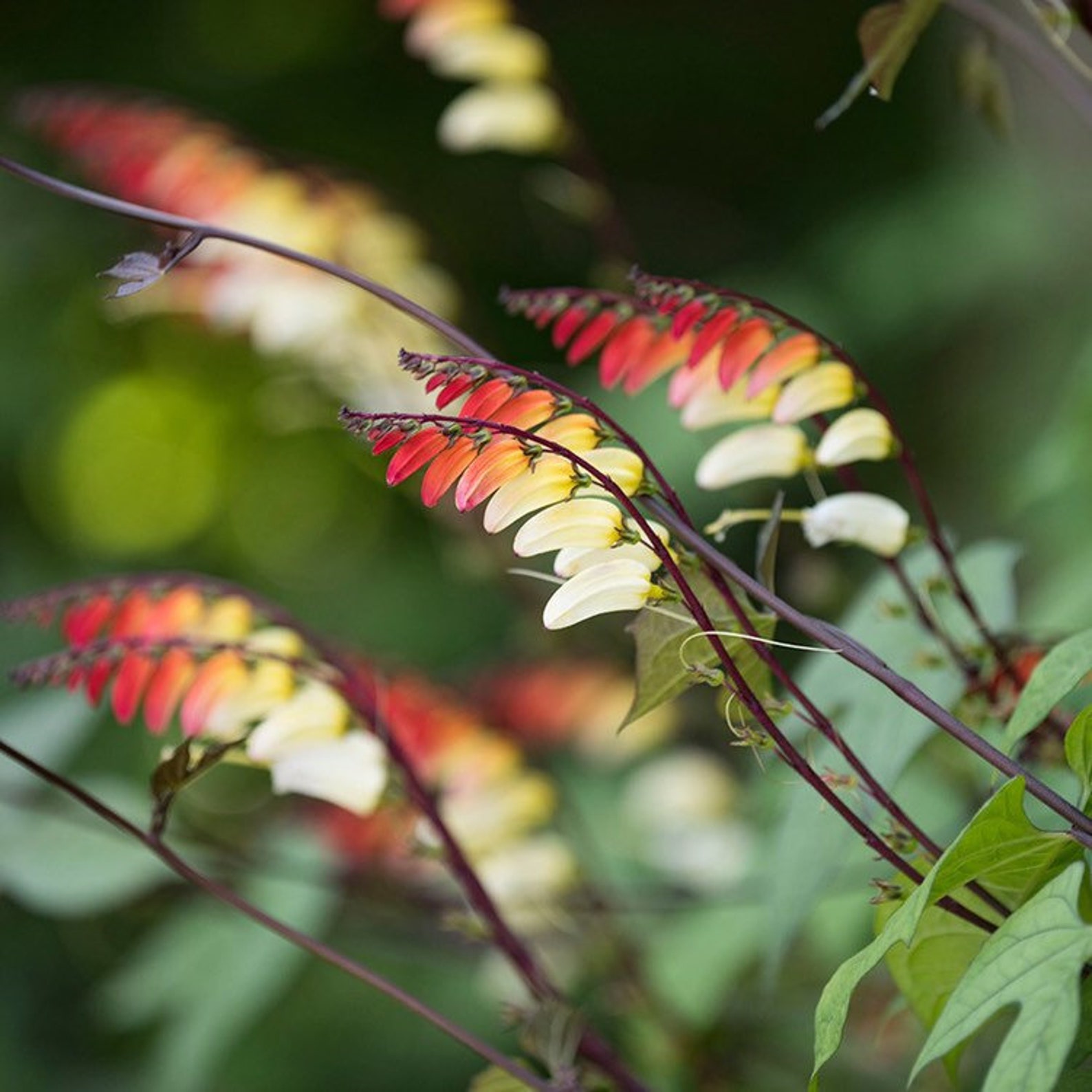 Exotic Love Vine Seeds, Firecracker, Spanish Flag, Mina Lobata, Ipomoea ...