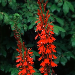 Bulk Red Cardinal Flower Seeds, Lobelia Cardinalis LO201C - Etsy