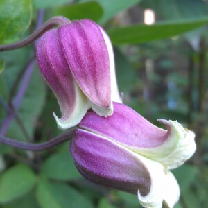 NEW! Scarlet Clematis Seeds, Leather Flower, SW Native, Clematis ...