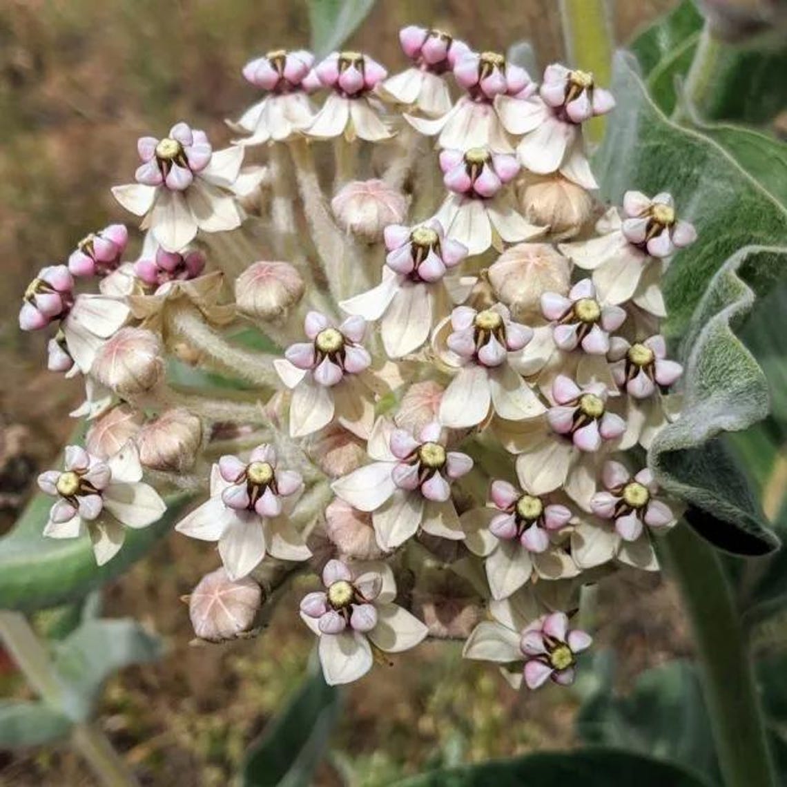 NEW! Indian Milkweed Seeds, Wooly Pod, Western US Native, Asclepias ...