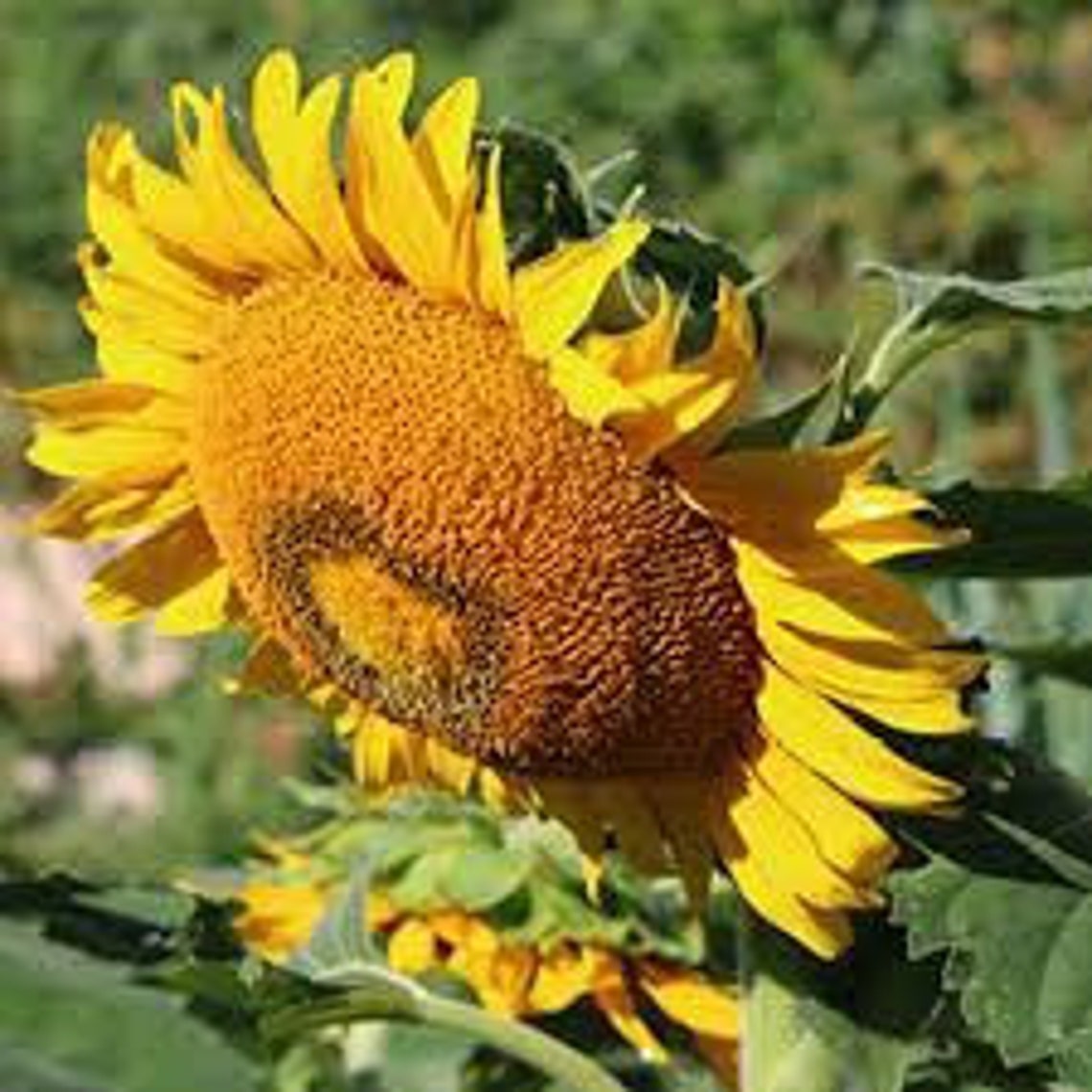 Container Dwarf Sunspot Sunflower Seeds Miniature Helianthus | Etsy