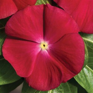 NEW Victory Red Vinca Seeds, Periwinkle, Catharanthus Roseus VN0925 - Etsy