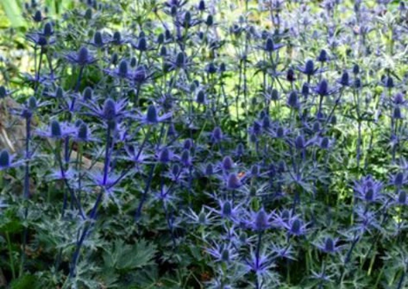 Blue Glitter Sea Holly Alpinum, Thistle, Eryngium Alpinum Superbum ...