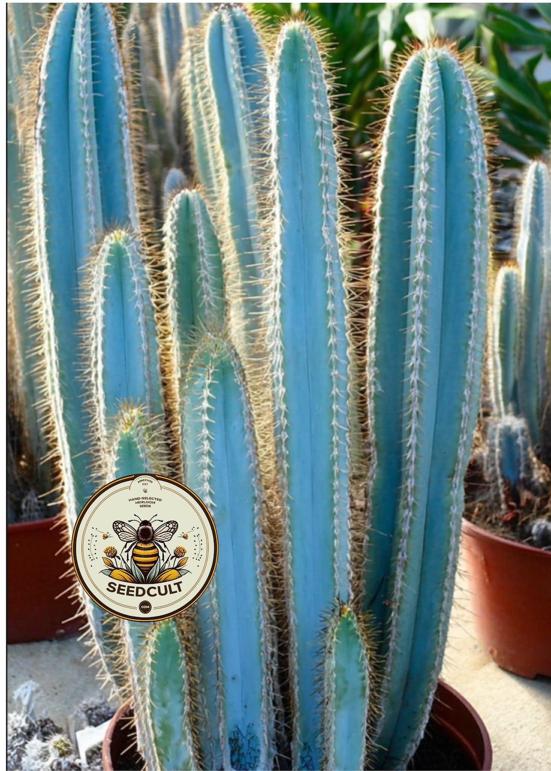 NEW! 10 Blue Torch Cactus Seeds, Pilosocereus Azureus, PI9010 - Etsy