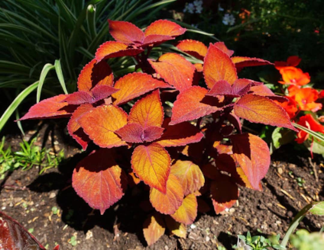 Sunset Coleus Seeds, Indoor Shade Plant, Wizard CC0920P - Etsy