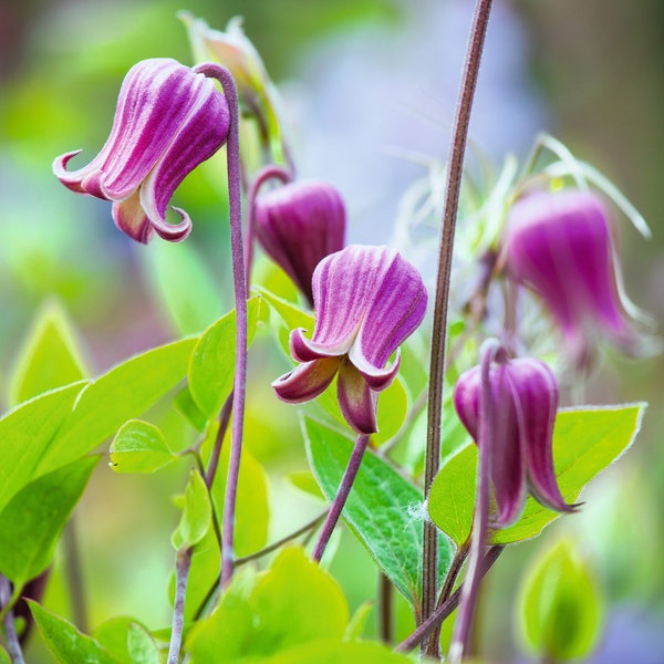 Clematis - Etsy