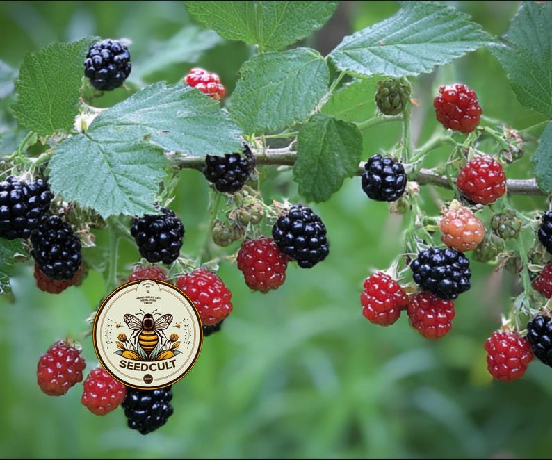 NEW! Native California Blackberry Seeds, Pacific Blackberry, Trailing ...