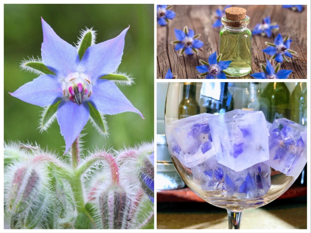 EDIBLE Borage Flower Seeds, Ice Cube Flowers, Medicinal, Organic Blue ...