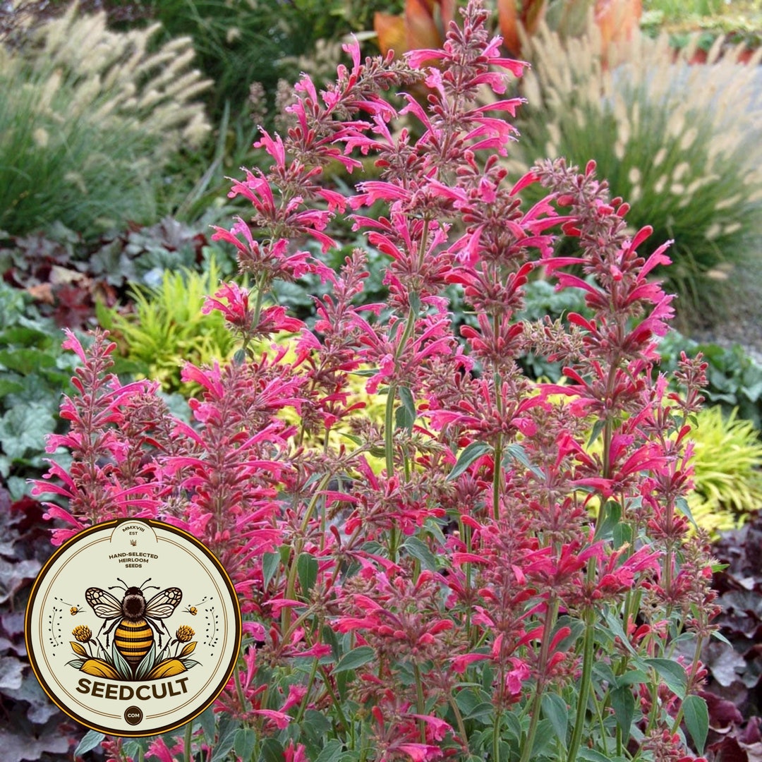 Raspberry Daiquiri Agastache Seeds, Agastache Aurantiaca AG0250 - Etsy
