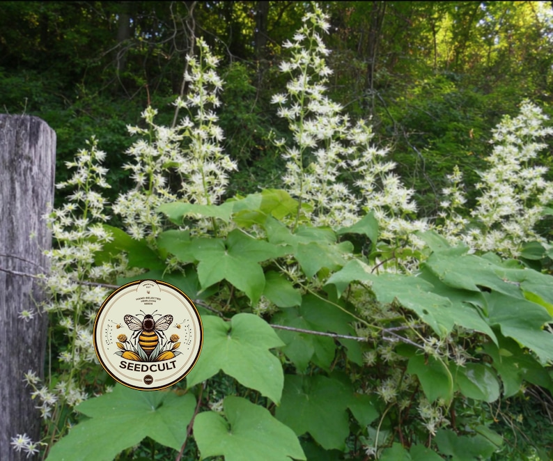 NEW! Wild Native Cucumber Seeds, US and Canada Native Vine ...