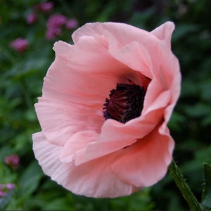 50 Princess Victoria Louise Oriental Poppy Seeds Papaver - Etsy