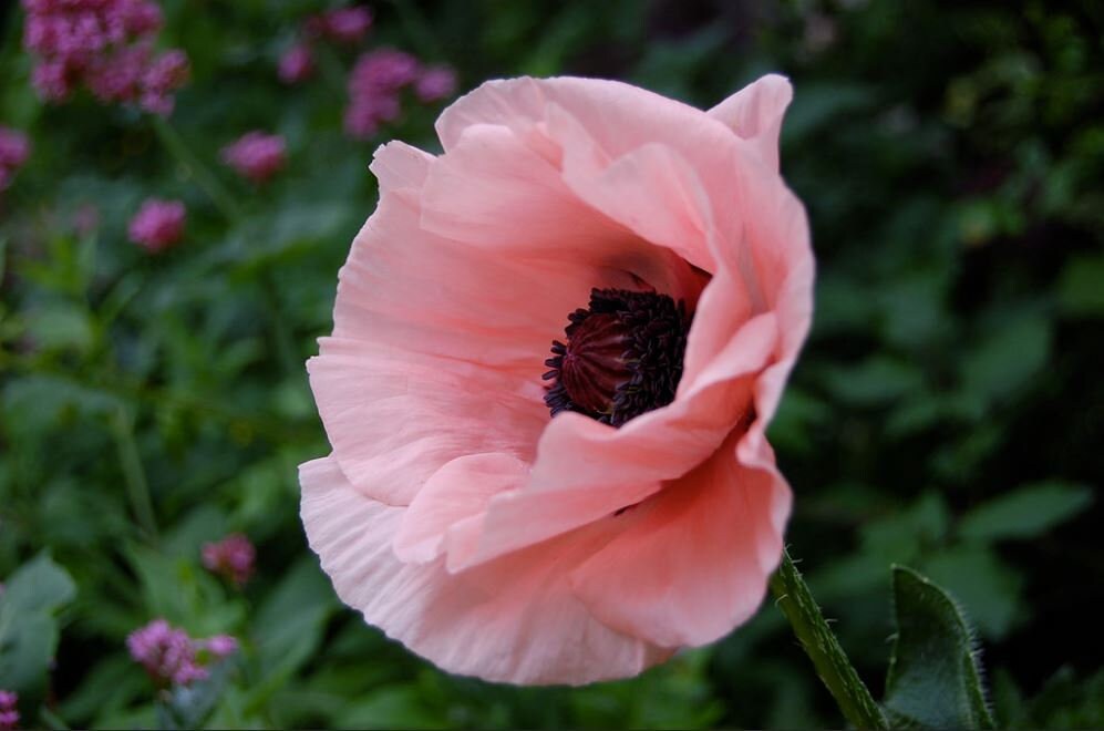 50 Princess Victoria Louise Oriental Poppy Seeds Papaver - Etsy