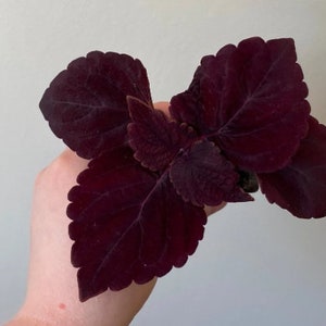 Giant Chocolate Coleus, Palisandra Exhibition Seeds, Indoor Shade Plant ...
