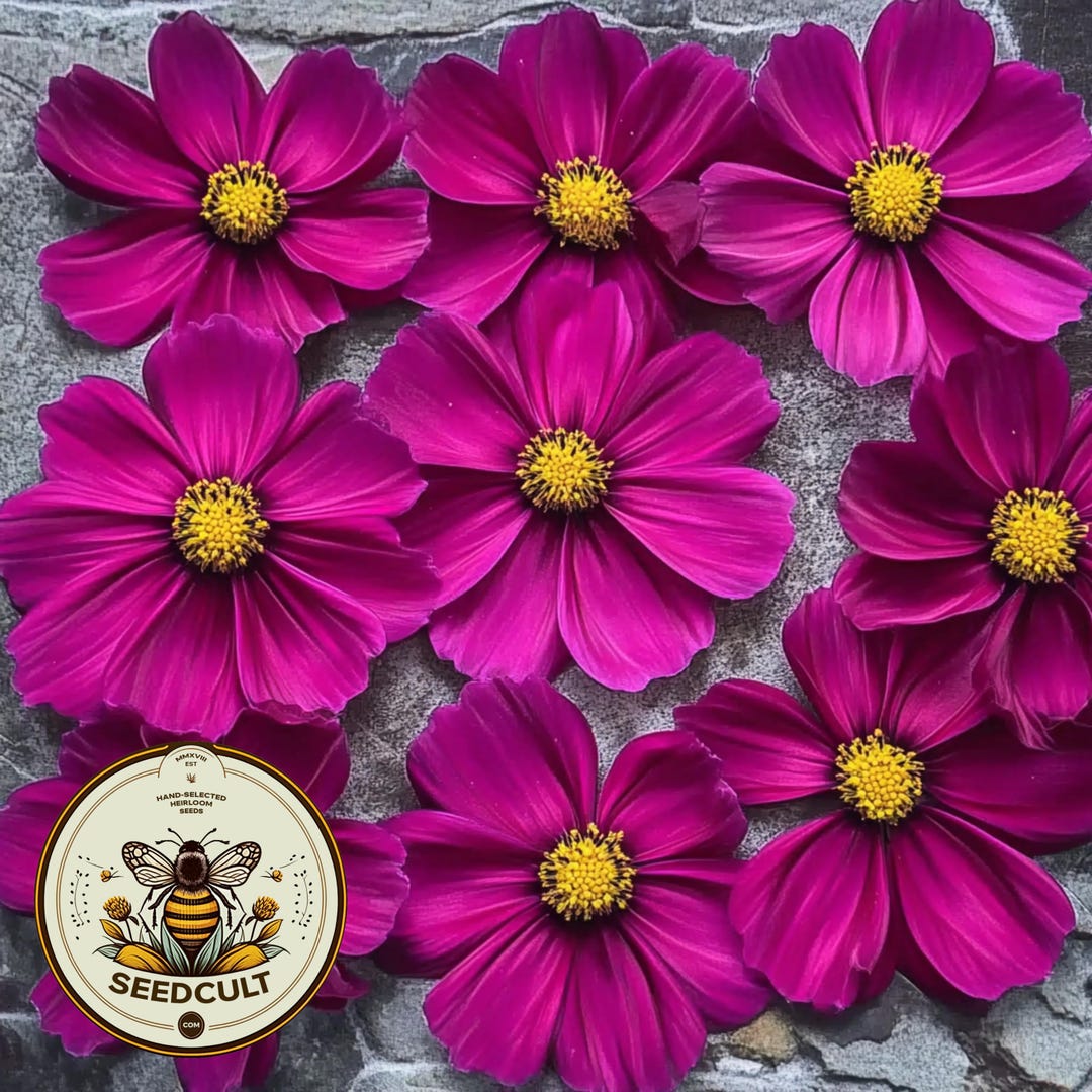 Candy Floss Red Cosmos Seeds, Cosmos Bippinatus CO1825 - Etsy