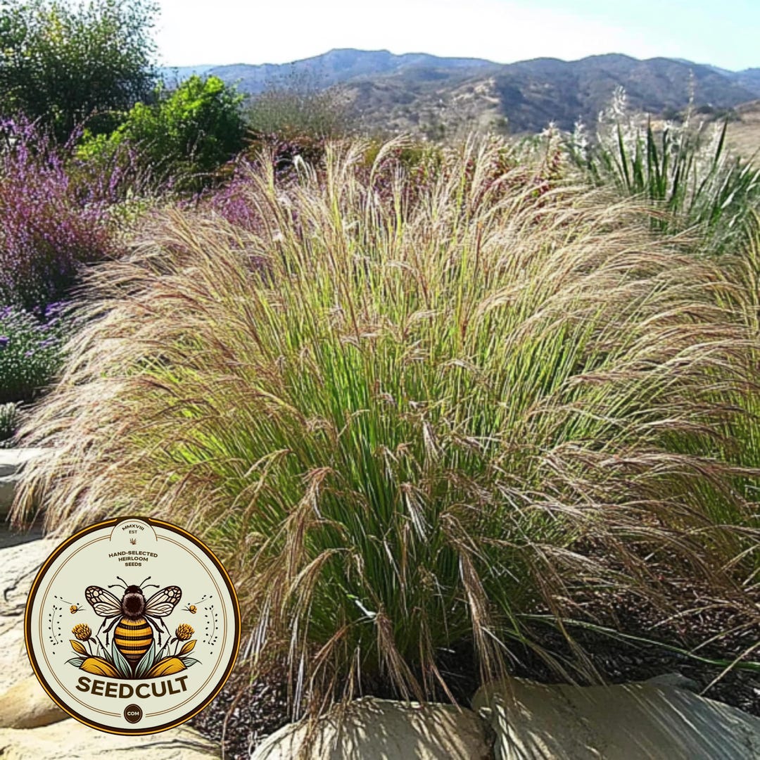 Native Nodding Stipa Grass Seeds, California Native, Nassella Cernua ...