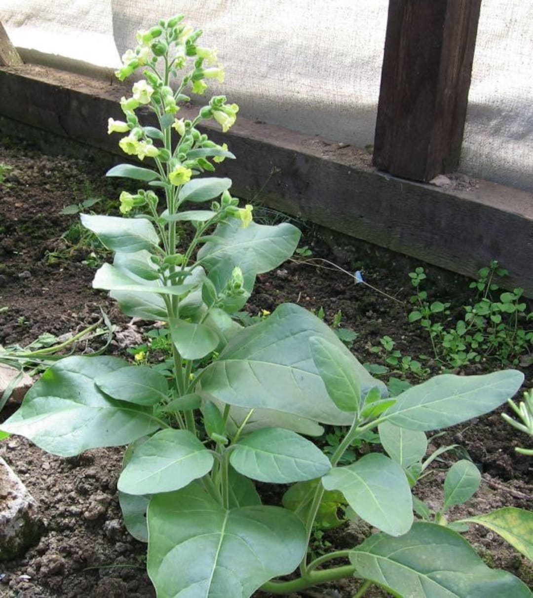 Bulk Hopi Indian Ceremonial Tobacco Seeds, Nicotiana Rustica NI022C - Etsy
