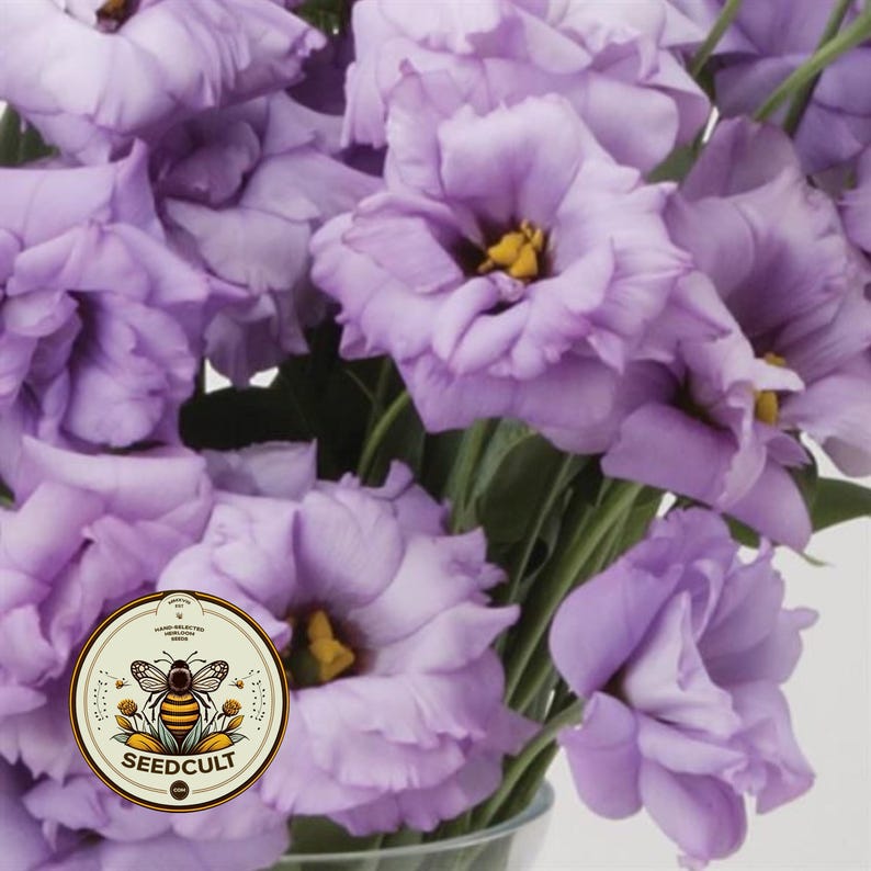 NEW! Lavender Lisianthus, ABC Series, Cut Flowers, Eustoma Grandiflorum ...