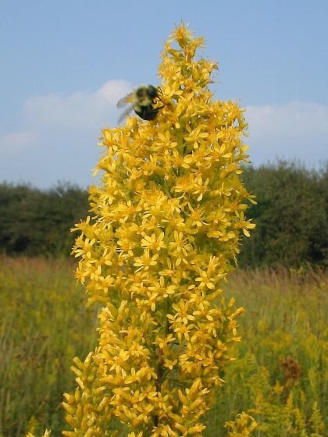 Bulk Showy Goldenrod Seeds, Solidago Speciosa SL011C - Etsy