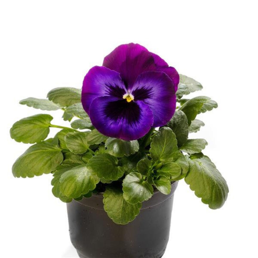 NEW! Neon Violet Delta Pro Pansy Seeds, Viola Wittrockiana VL3325 - Etsy