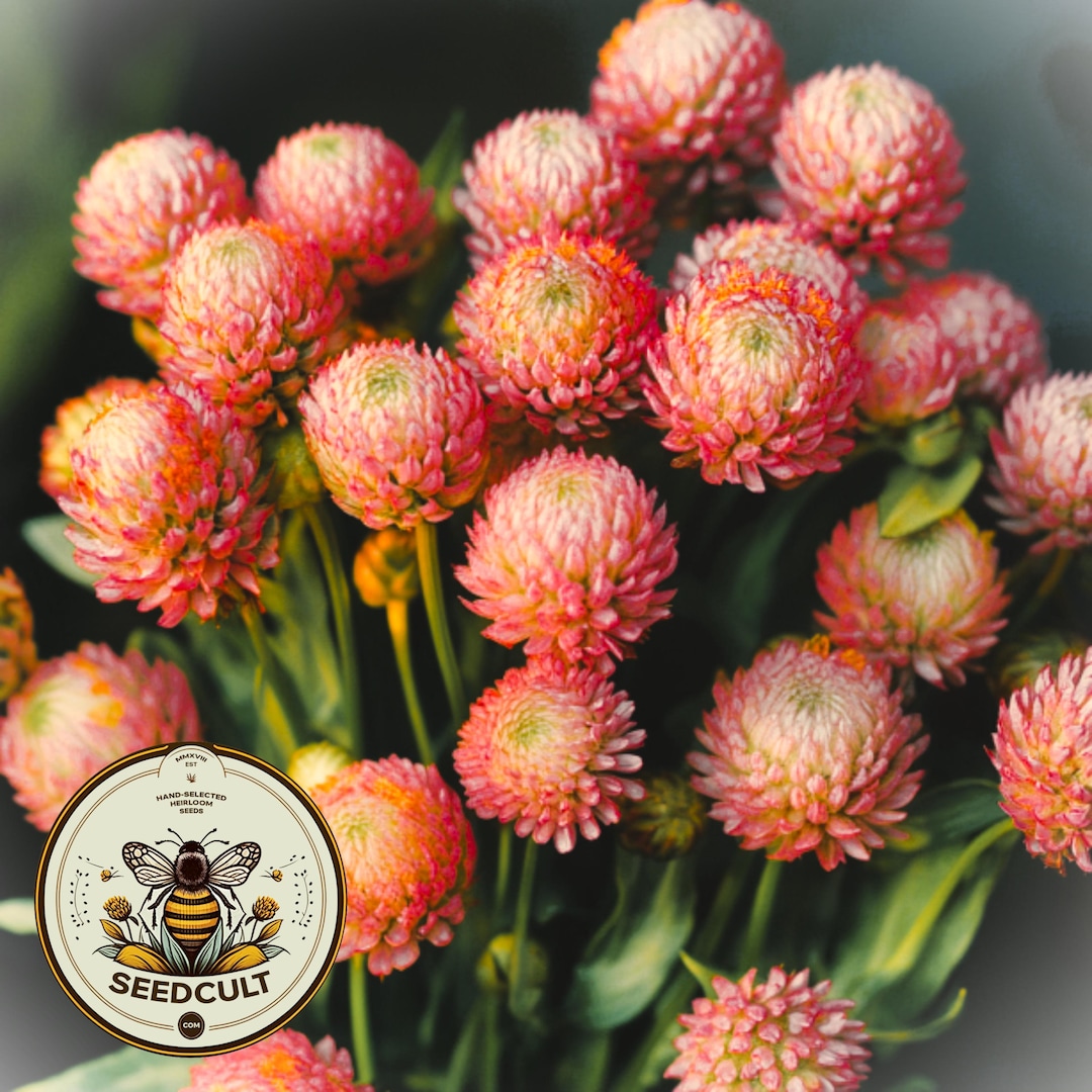 Salmon Gomphrena Seeds, Globe Amaranth, GO0920 - Etsy