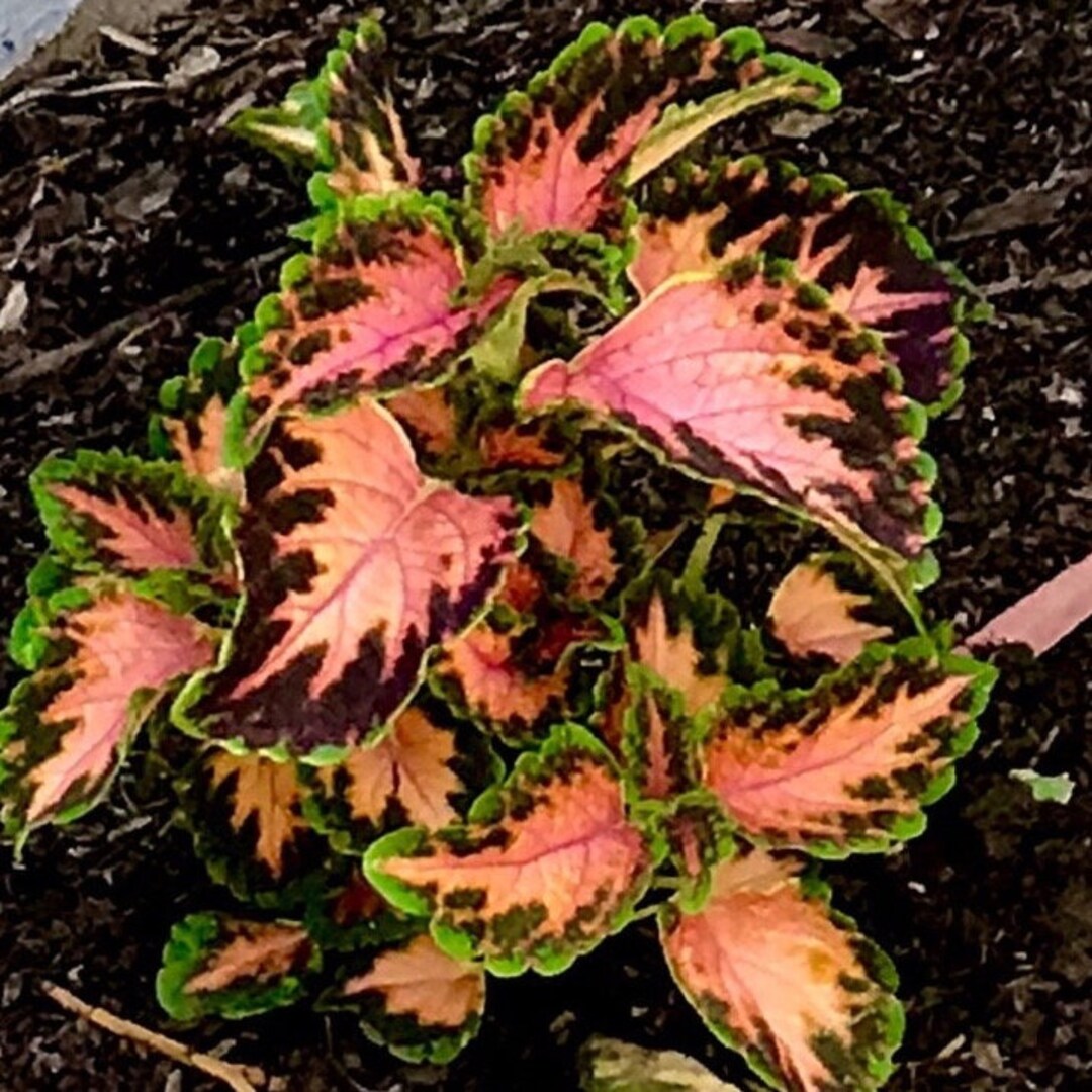 Coral Sunrise Coleus Seeds, Indoor Shade Plant, Wizard CC1420 - Etsy