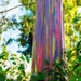 50 Rainbow Eucalyptus Tree Seeds, Eucalyptus Deglupta EU0350 - Etsy