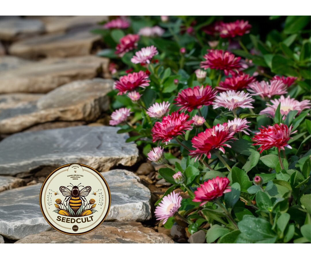 NEW! Bam Bam Bellis Mix, Pink and Red English Daisy Seeds, Formula Mix ...