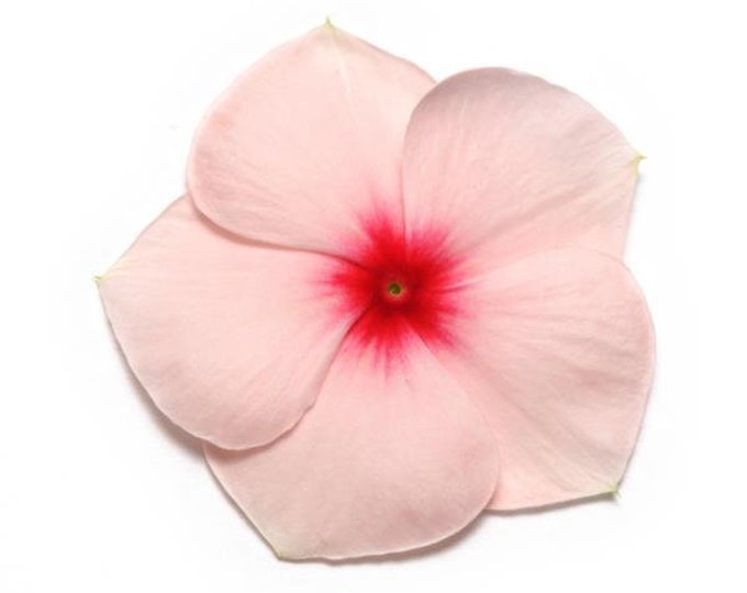 Apricot Vinca Seeds, Periwinkle, Pacifica Series, Catharanthus Roseus ...