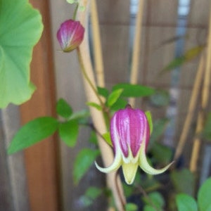 NEW! Scarlet Clematis Seeds, Leather Flower, SW Native, Clematis ...