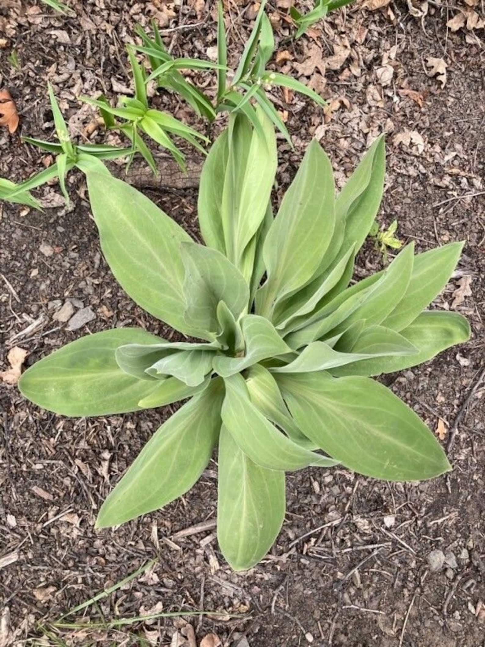 Monument Plant, Green Gentian, Frasera Speciosa, FS0110 - Etsy