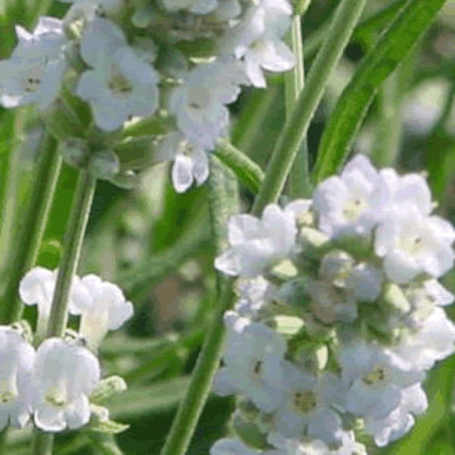 Snow Lavender seeds Lavandula Augustifolia Ellegance Snow | Etsy