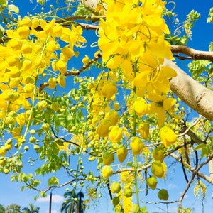 10 Golden Shower Tree Seeds, Cassia Fistula, 10 Seeds, CA6010 - Etsy