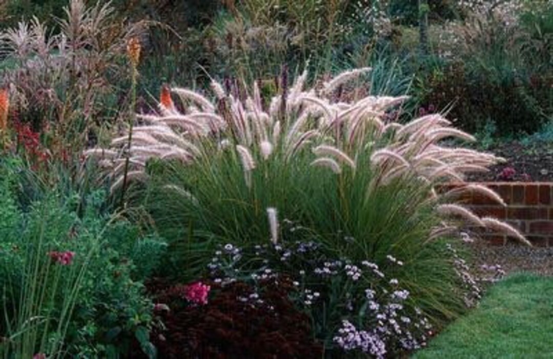 Rose Fountain Grass Seeds, Purple Fountain Grass, Pennisetum Setaceum ...