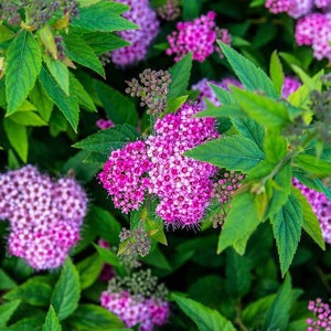 Bulk Japanese Meadowsweet Seeds, Spirea Japonica, Hot Pink SP902C - Etsy