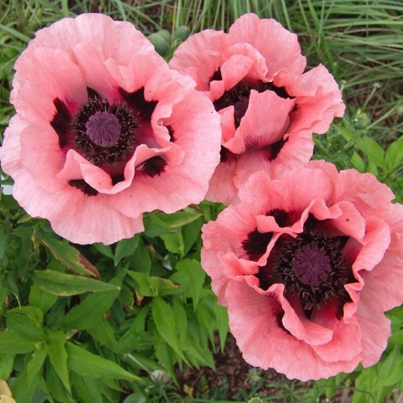 50 Princess Victoria Louise Oriental Poppy Seeds Papaver - Etsy