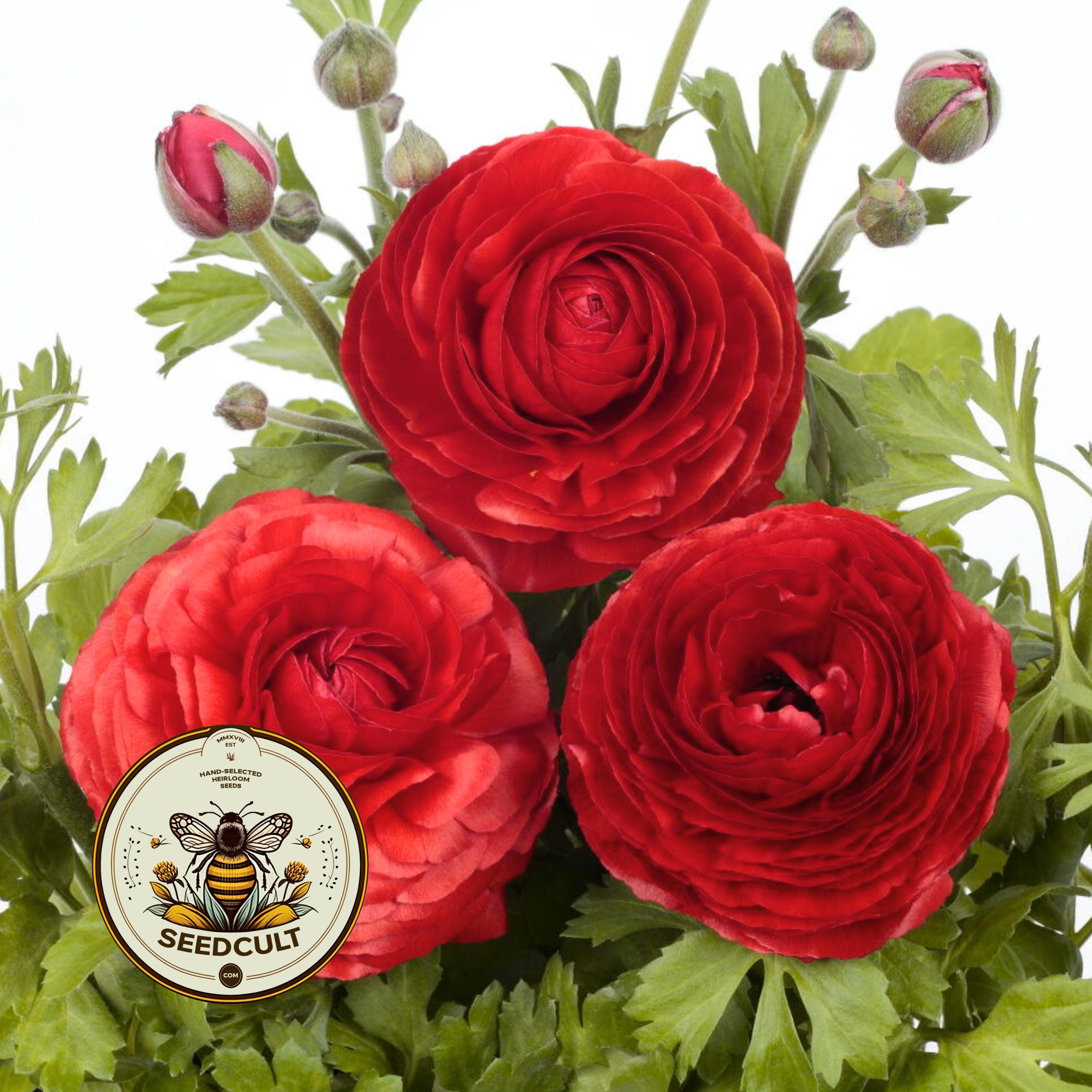 NEW! Bloomingdale Mix Ranunculus Seeds, Compact Container, Ranunculus ...