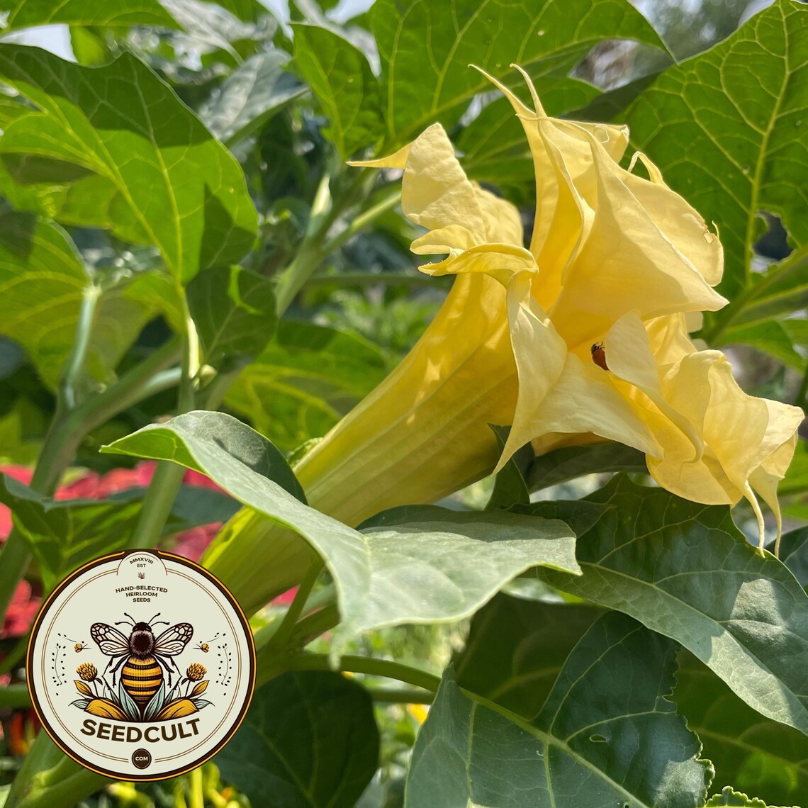 Yellow Devil's Trumpet Flower Seeds, Datura DA0410 - Etsy
