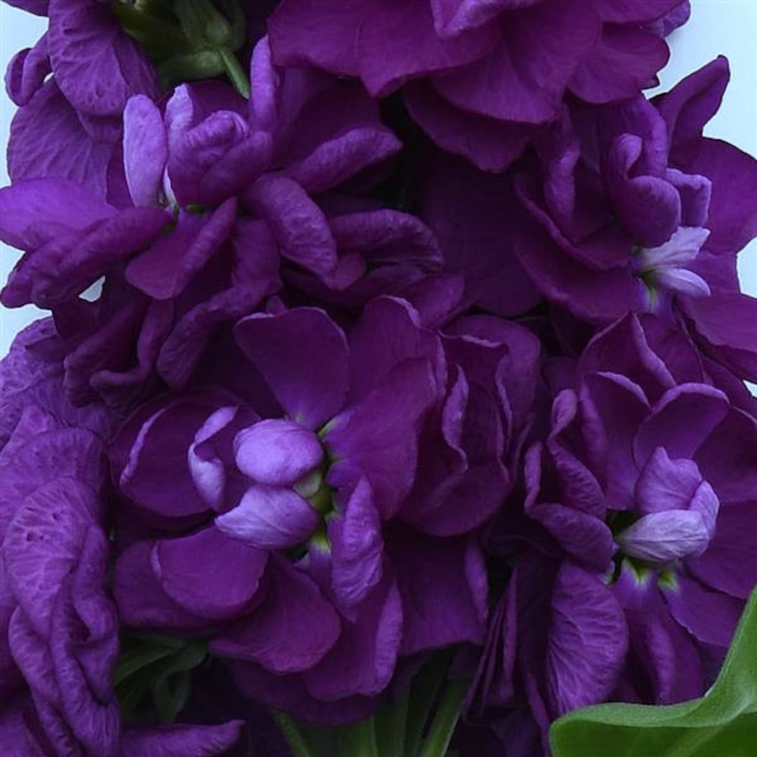 Opera Debora Plum Stock Seeds, Highly Fragrant Column Stock, Matthiola ...